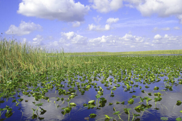 History of Florida Everglades | Everglades National Park